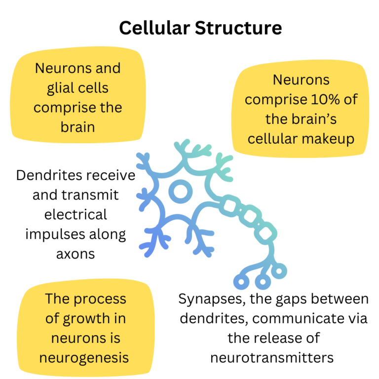 Chapter 12: Neuroscience and andragogy - The Adult Learner